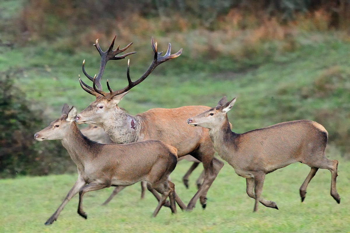 Cervi, cervoni, cervetti...