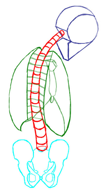 Spine Anatomy Drawing Anatomy Practice Drawings Spine Masses Copied ...