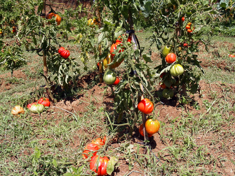Verde y Cordial: Tomateras