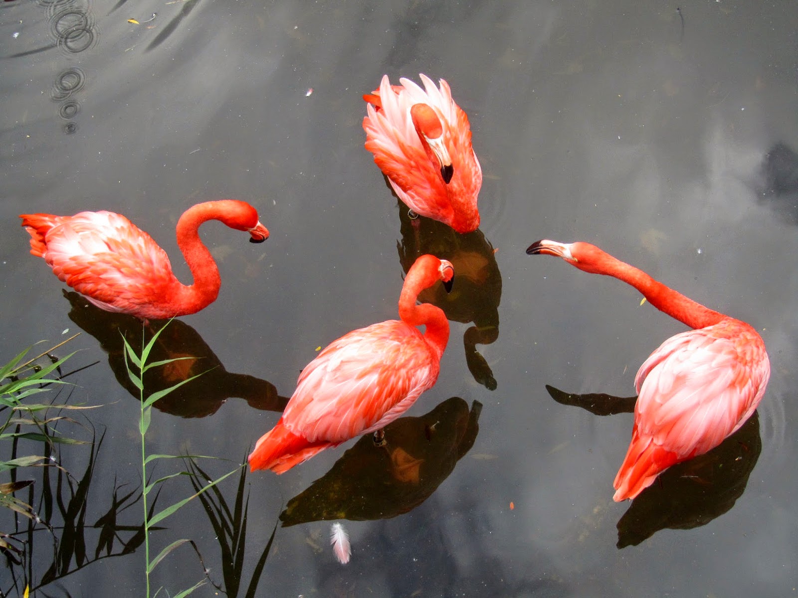 Geographically Yours: Granby, Quebec, Canada