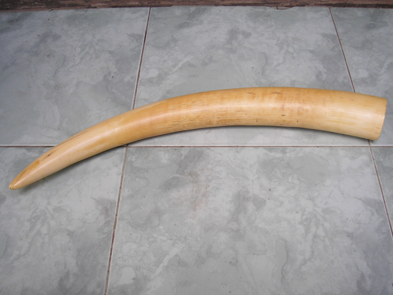 art shop abu malang: gading gajah