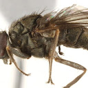 PARASITOS INTERNOS Y EXTERNOS EN EQUINOS