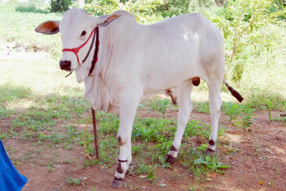 వ్యవసాయం: Ongole cattle