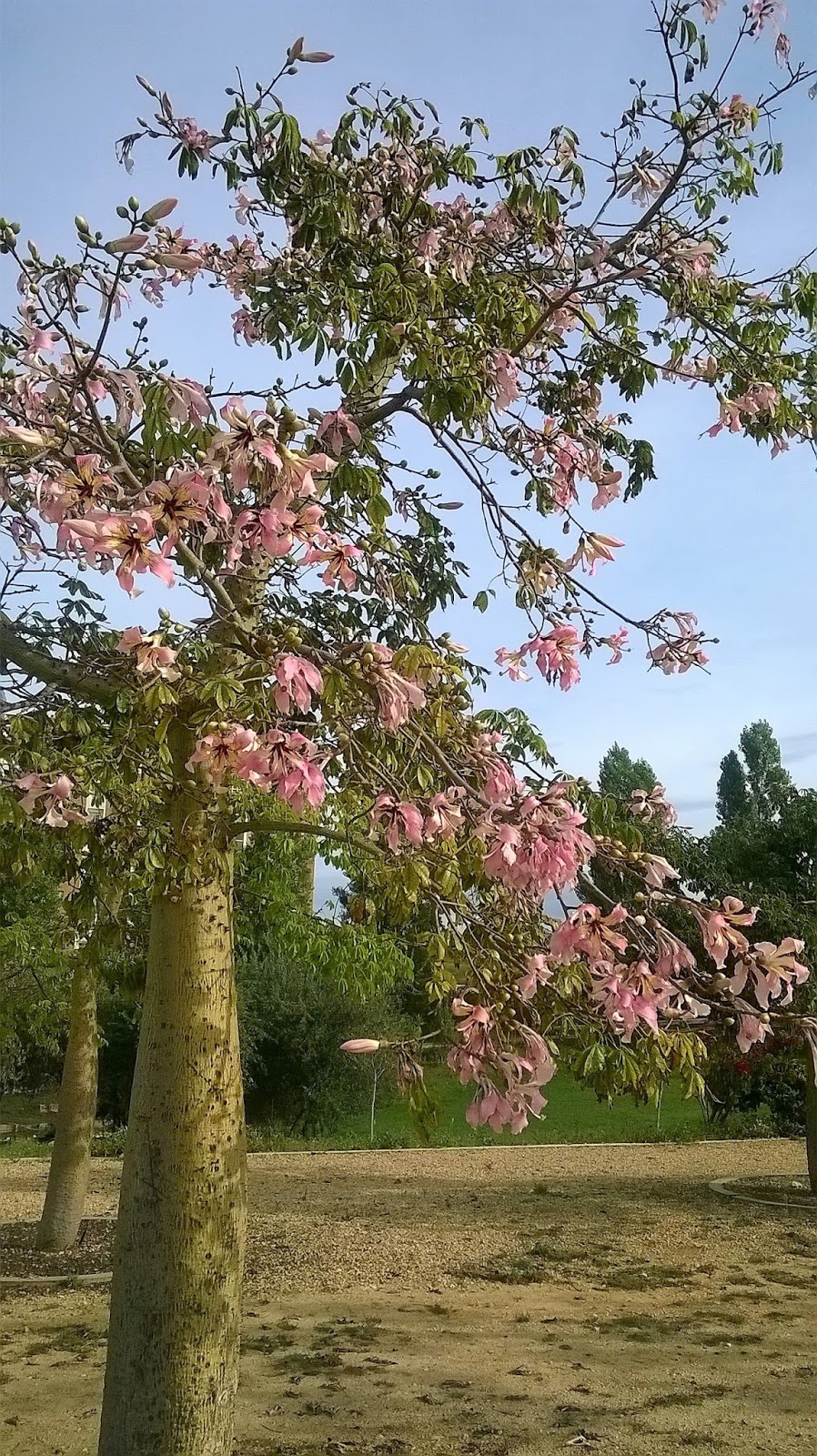 Lume & Ar: A Ceiba speciosa ou Paineira-Rosa