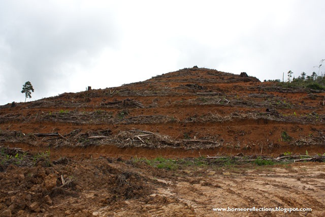 Borneo Reflections: A Round Trip to Tongod and Nabawan