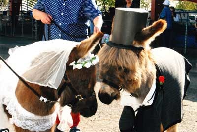 Simon & Gillian's Super Happy Funtime Wedding: Donkey Wedding