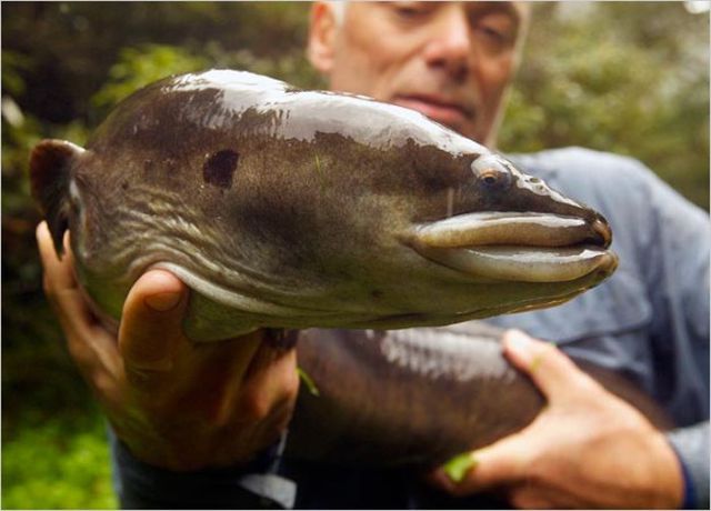 Funny Picture: 10 Most Diabolical & Scariest Fish On Earth at River ...