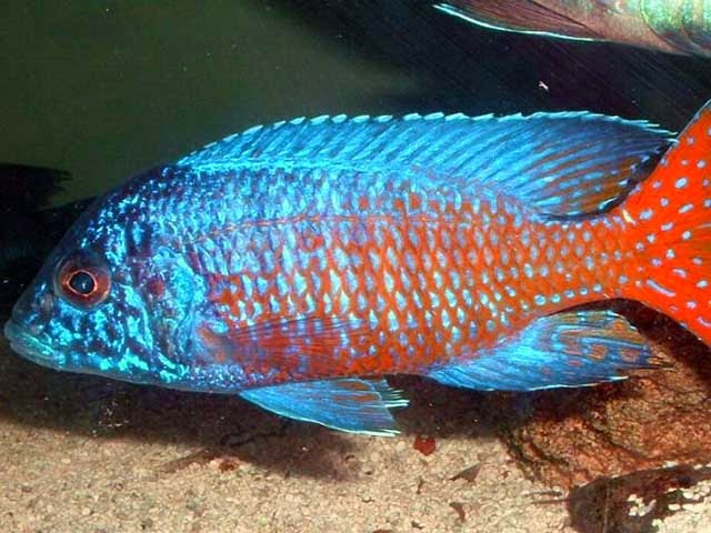 The Fish Tank: Profile - Aulonocara Stuartgranti "Ngara Flametail"