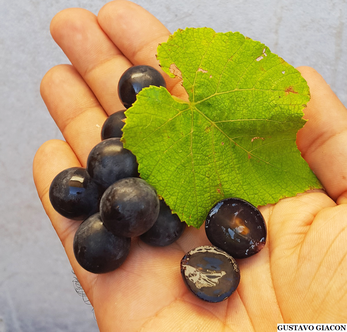 Viveiro Ciprest - Plantas Nativas e Exóticas: Uva Isabel Preta ( Vitis ...