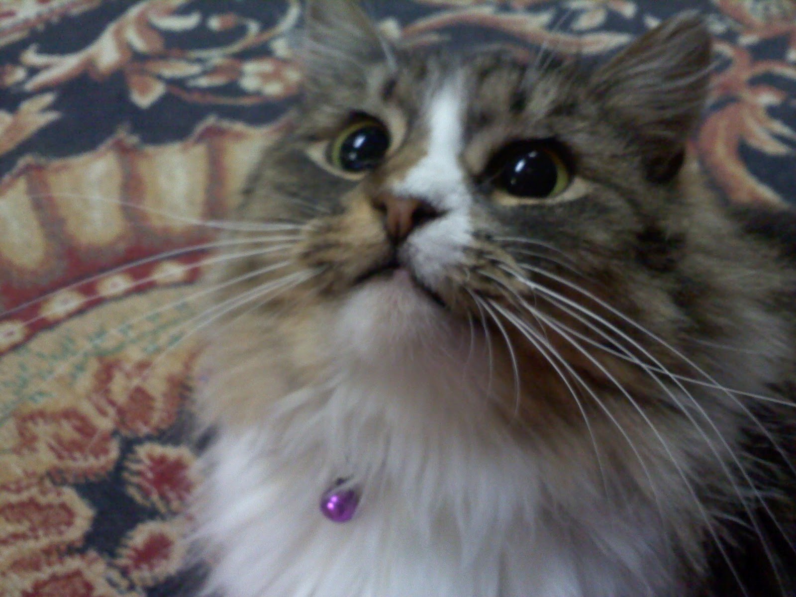 Lovely Animals (Album 5) | FunJunktion