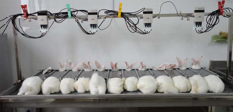 PHARMACEUTICAL MICROBIOLOGY: Pyrogen Test (Rabbit test or Sham Test)