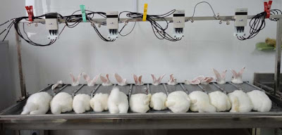 PHARMACEUTICAL MICROBIOLOGY: Pyrogen Test (Rabbit test or Sham Test)