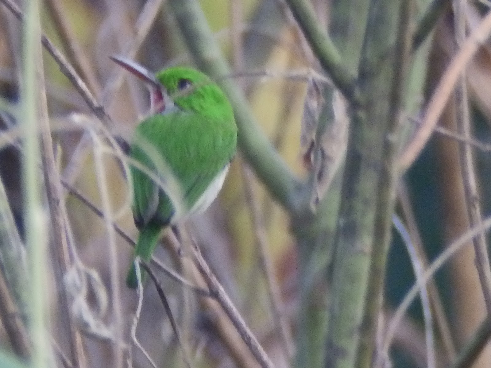 Haiti: Beautiful Birds and Gratitude