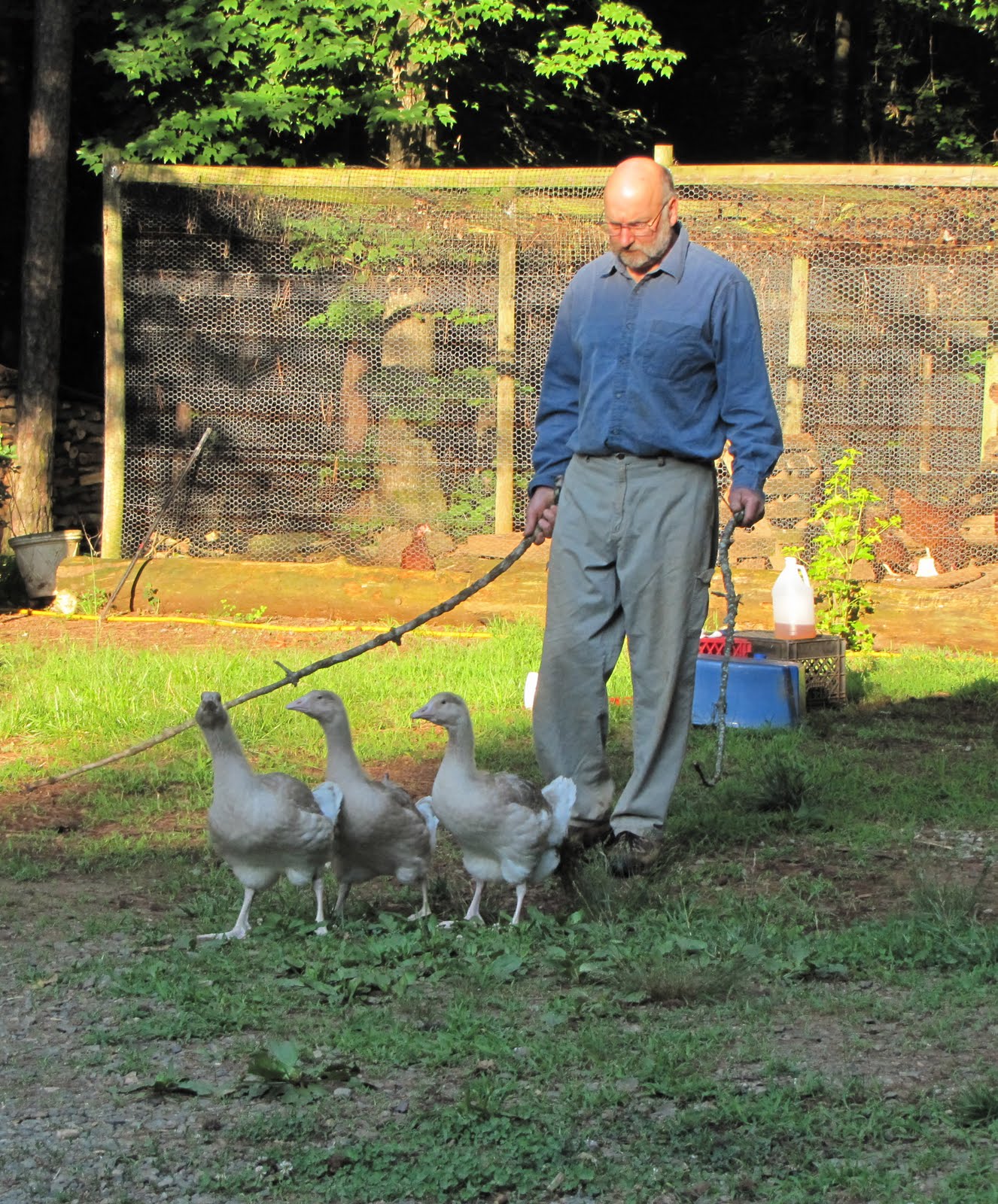 The Livestock Conservancy in Action: Christmas Goose in July