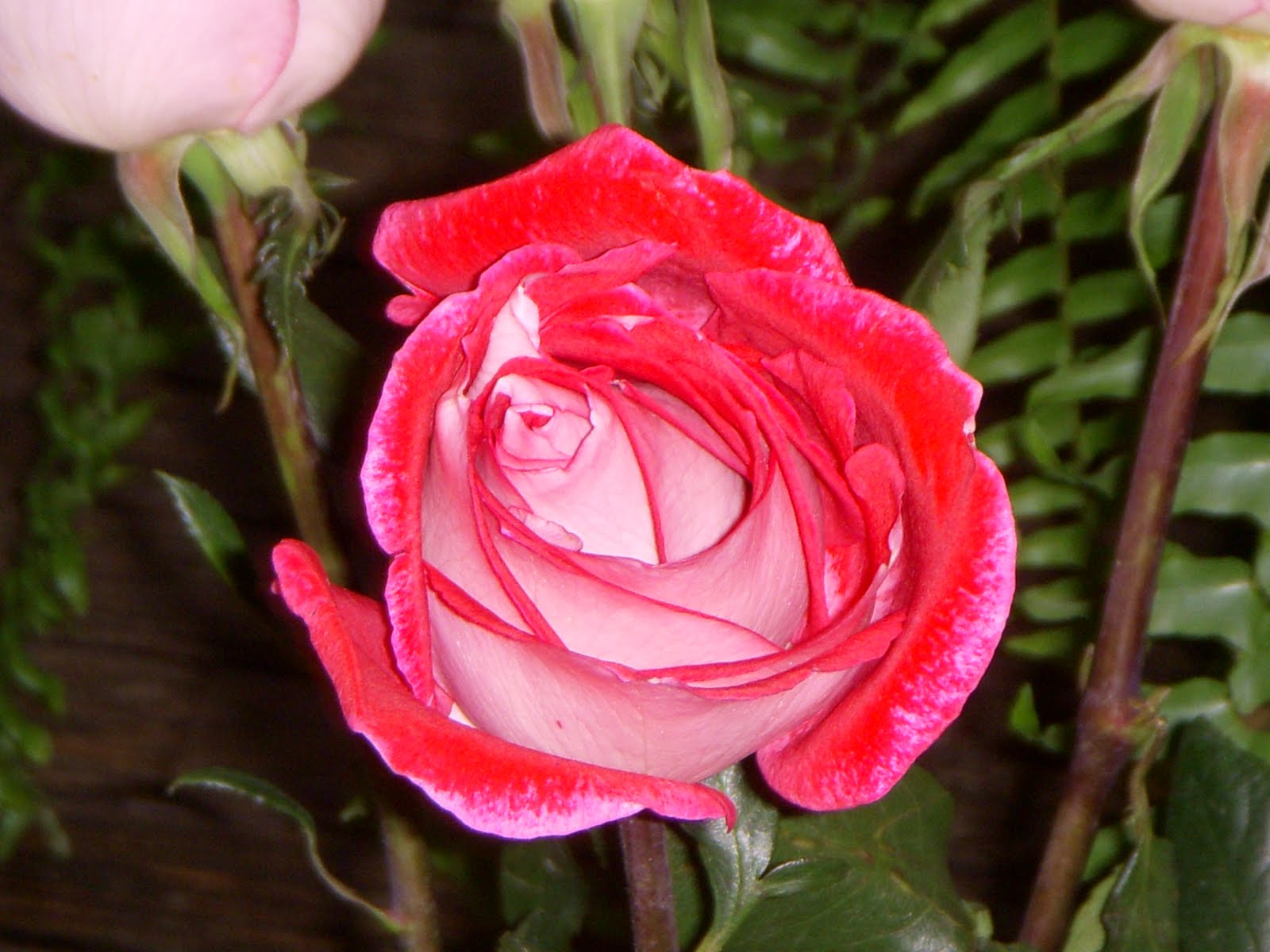 Adventures of the Old Inca