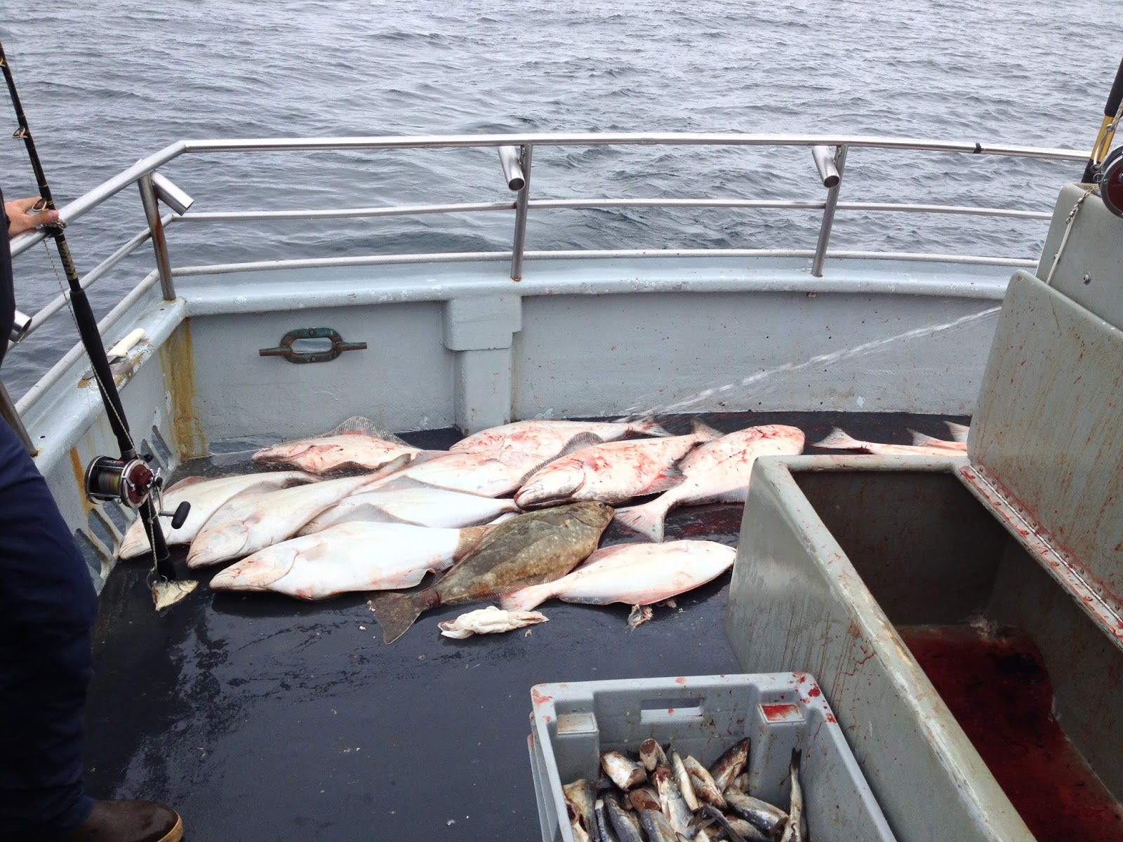 Adventure - Halibut Fishing with North Country Charters | Guide for ...