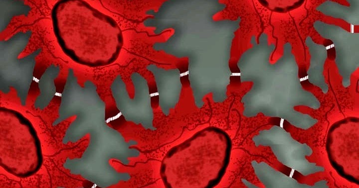 Stratum spinosum - Prickle cell layer - Functions of stratum spinosum ...