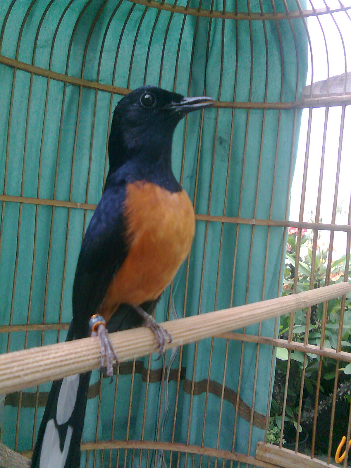 JOGJA BIRD FARM: MURAI BATU