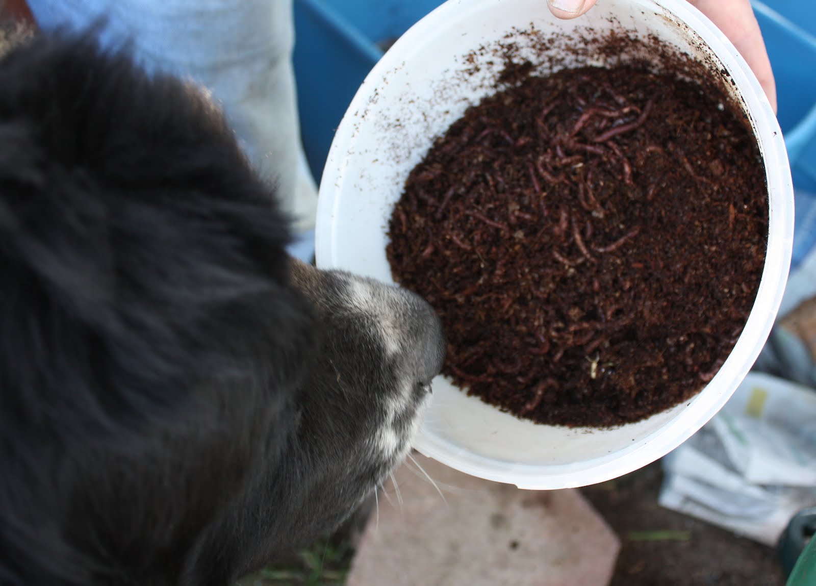 Thimbles, Bobbins, Paper and Ink: Worms in the mail