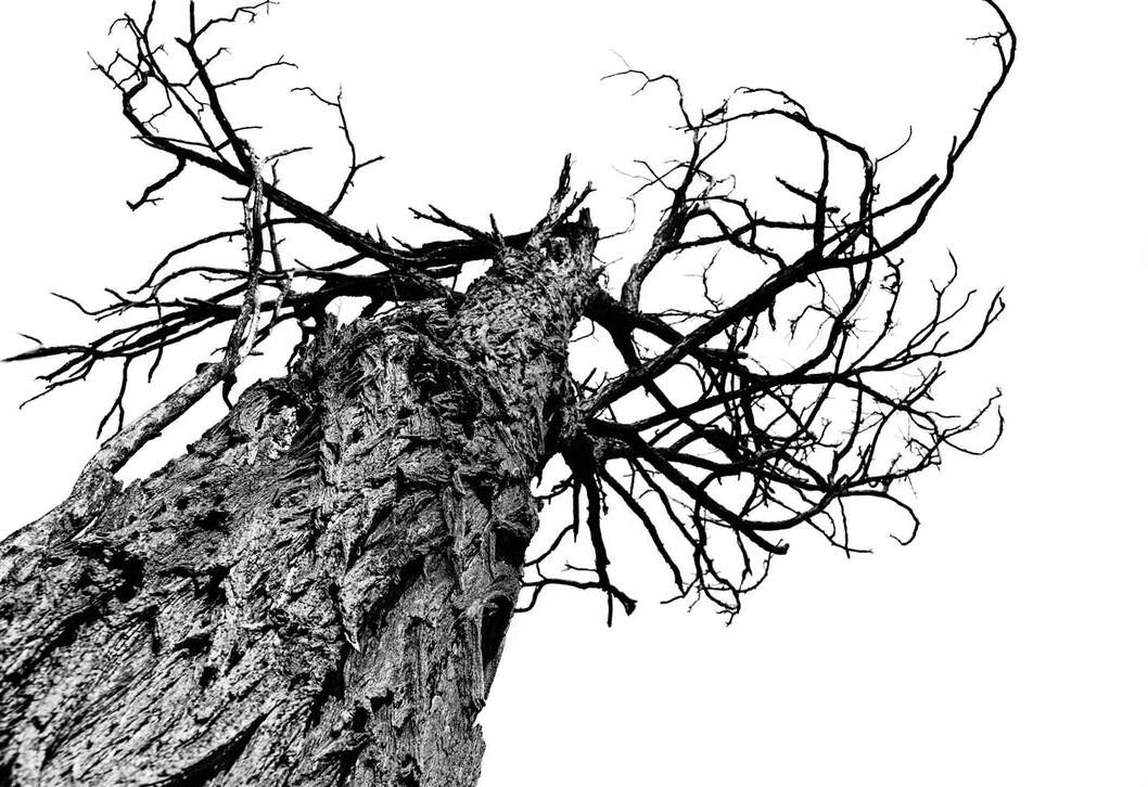 AmazingTreeServiceNJ: EMERALD ASH BORER IN NJ