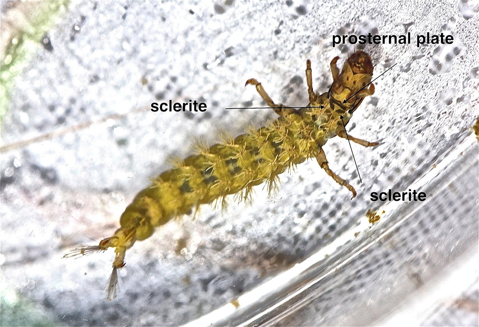 Aquatic Insects of Central Virginia: Ceratopsyche bronta and ...