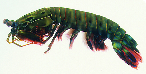 Planting the Seeds of Science: Adaptations -What do Mantis Shrimp and ...