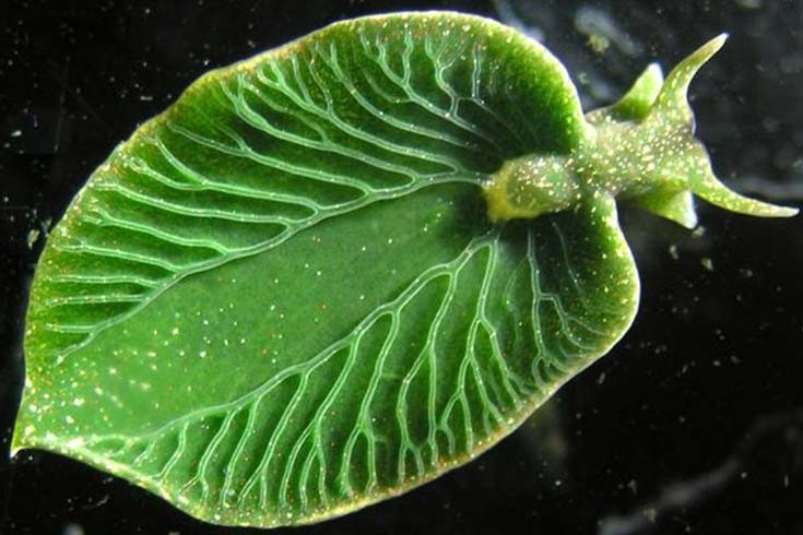 APRENDE y DISFRUTA con las CIENCIAS NATURALES: ¡Fotosíntesis animal!