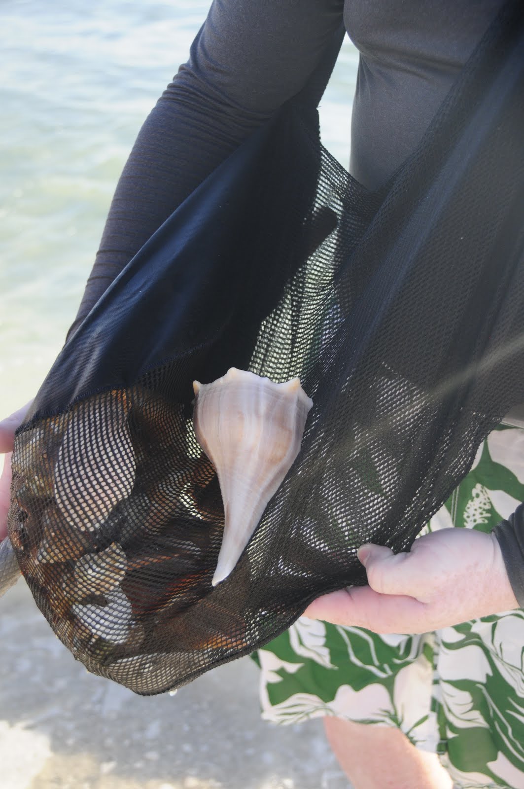 Capt. Brian's Observations On The Water: Shell Lady