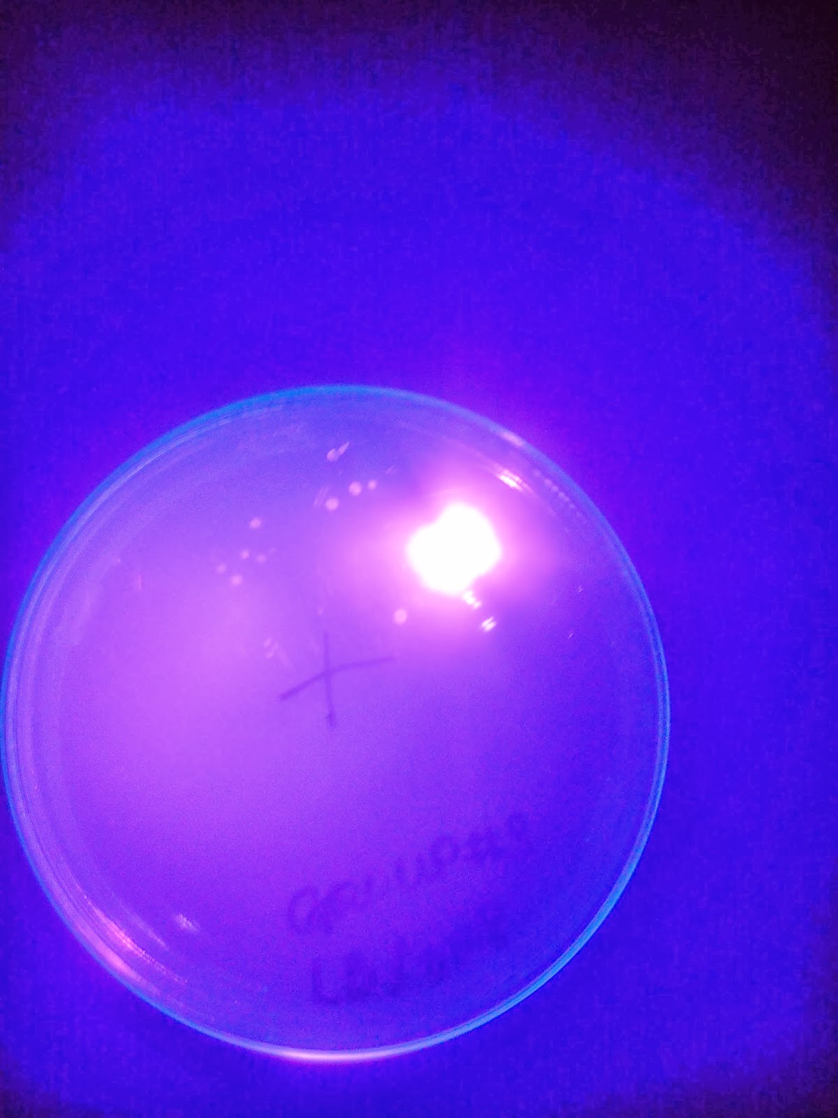 PGLO Transformation pglo-transformation