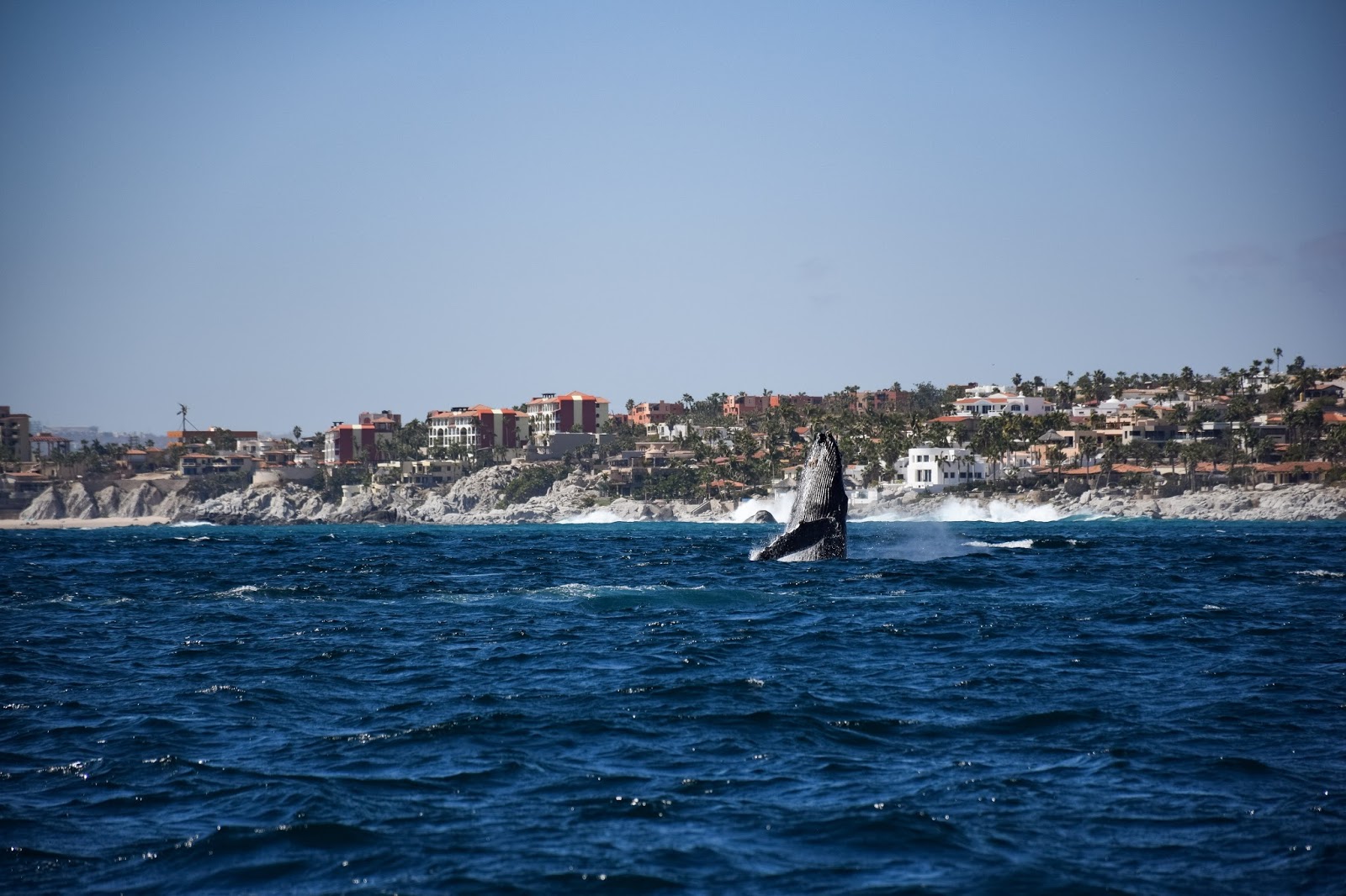 Whale Watching in Cabo San Lucas - Explore Shaw