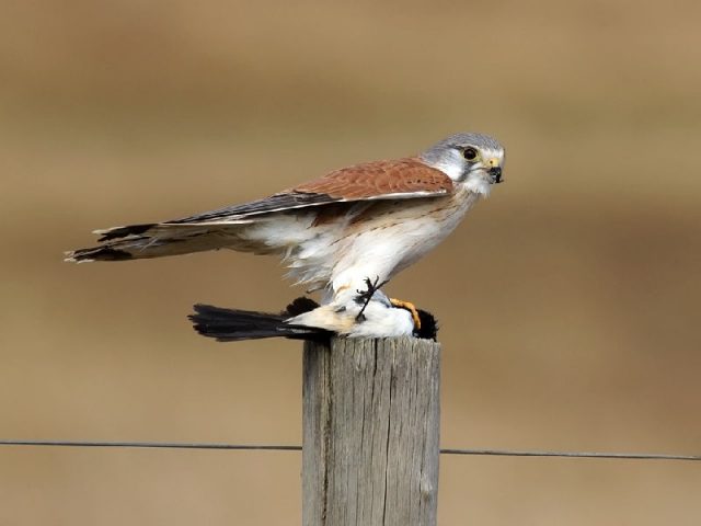 EKOGEO: FALCON (ALAP-ALAP) : JENIS BURUNG PEMANGSA YANG ADA DI INDONESIA