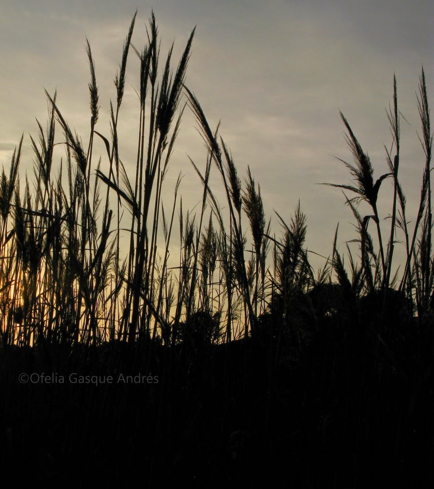 Mineral Vegetal: El reflejo de los juncos