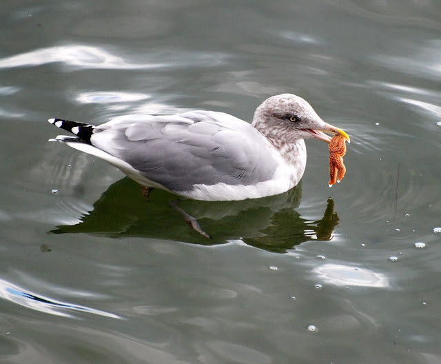 Birding Is Fun!: The Sea Gull's Gulp