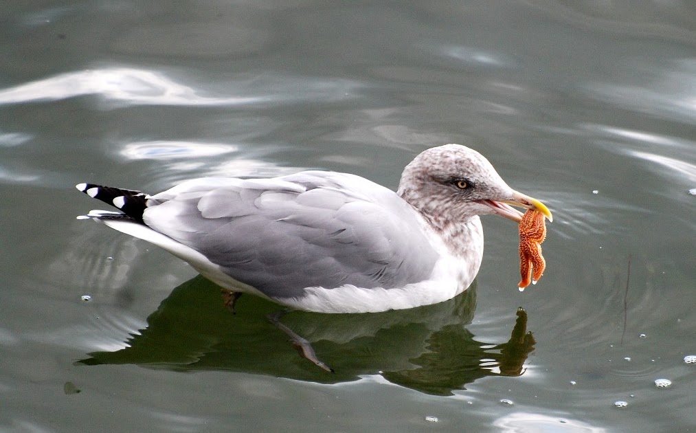 Birding Is Fun!: The Sea Gull's Gulp