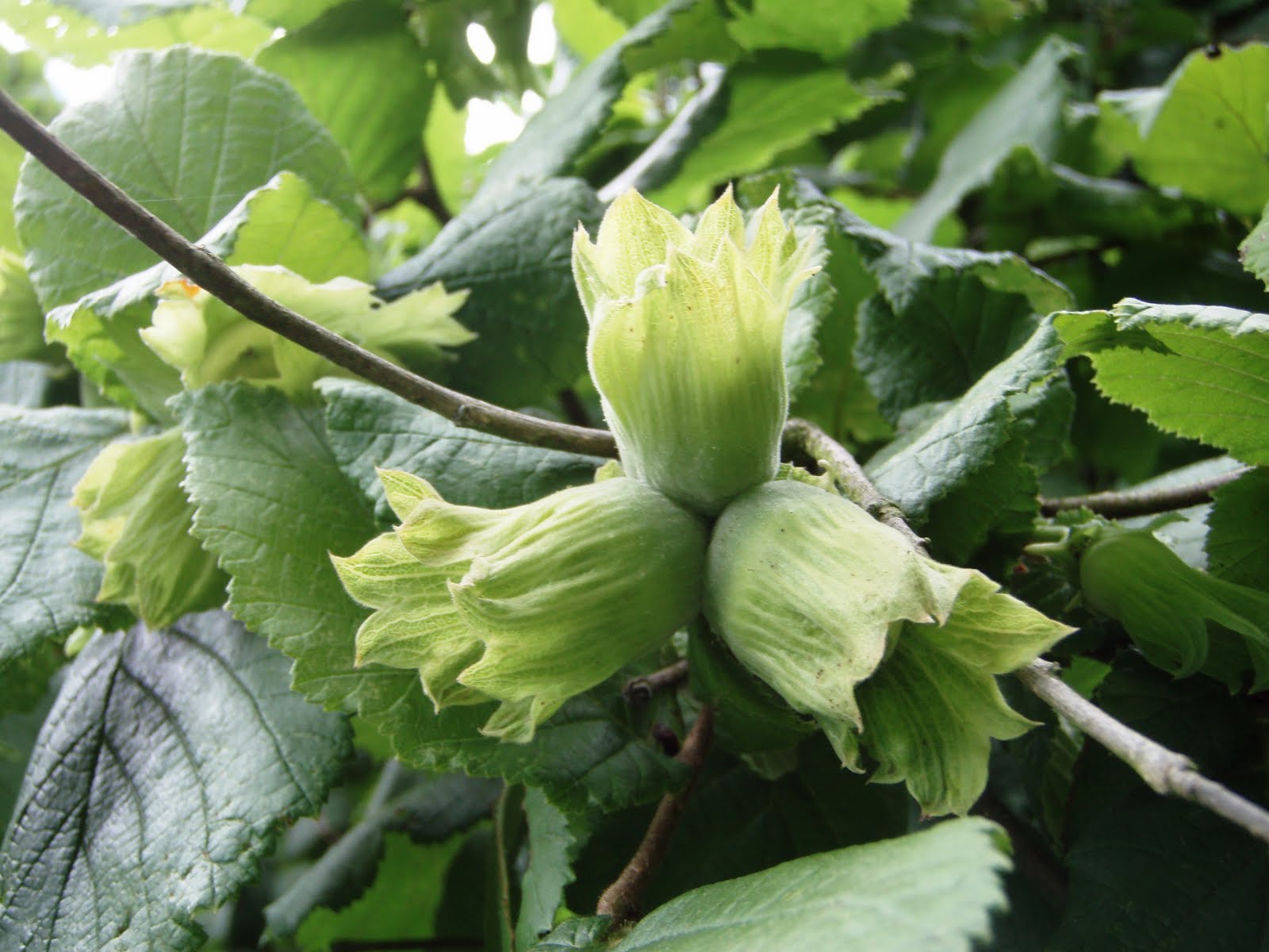 The Urbane Forager: Hazelnuts, Delicious and Nutritious