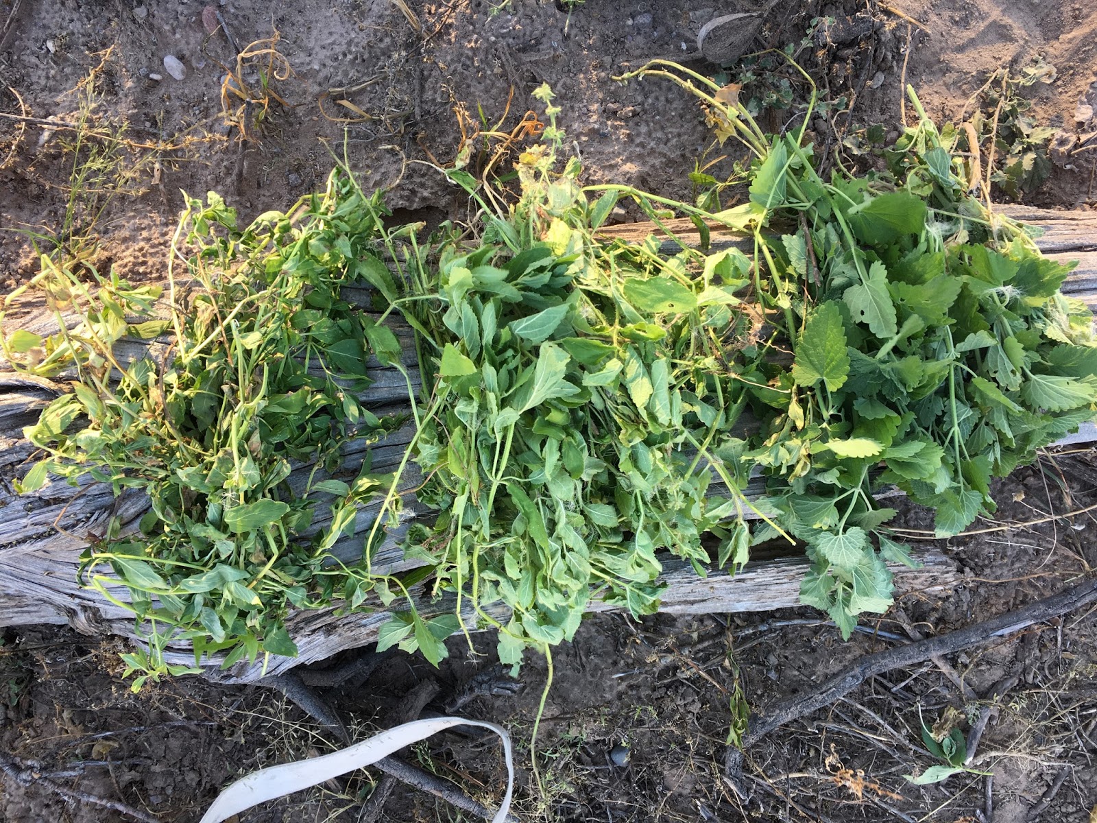 Wild Herb Ways: El Empacho Remedio: Nebada, Poleo, Hinojo, Menta de ...