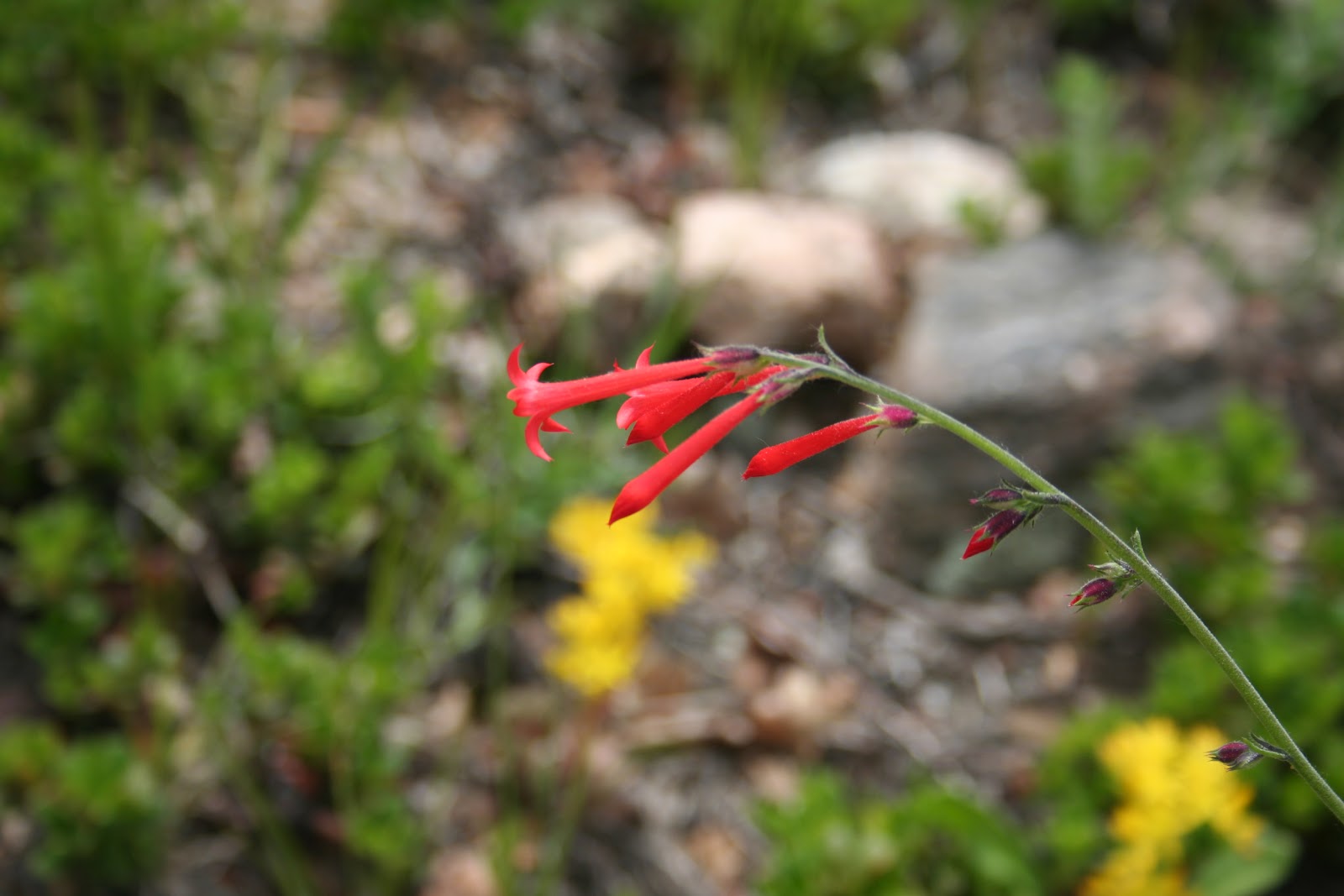 The Hiker: Indian Creek - Pike National Forest