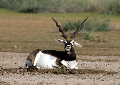 Mythology and Folklore UN-Textbook: Jataka: How the Antelope Was Caught