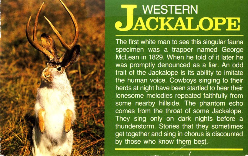 The Weird Paradise: How to survive a Jackalope attack
