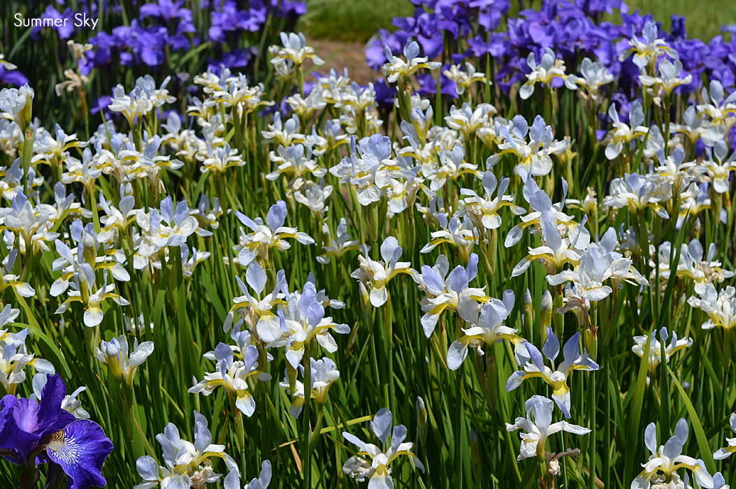 World of Irises: Photo Essay: The Beauty of Siberian Irises