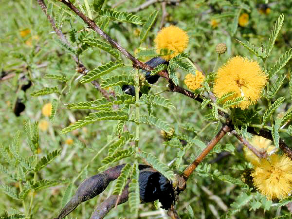 Some Tamil Lessons for Beginners (in English) | Page 35 ...