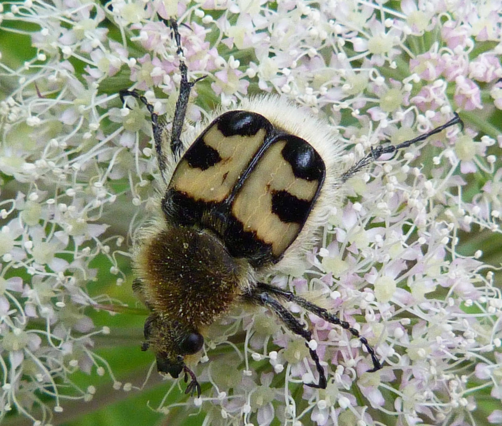 Insects of Scotland: Other Beetles