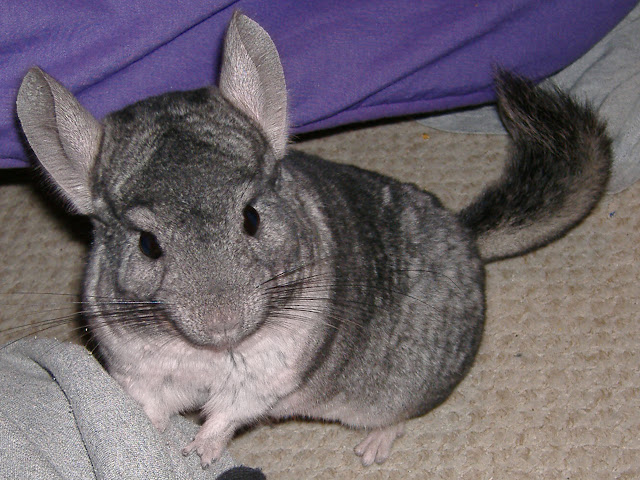 Chinchilla | The Biggest Animals Kingdom