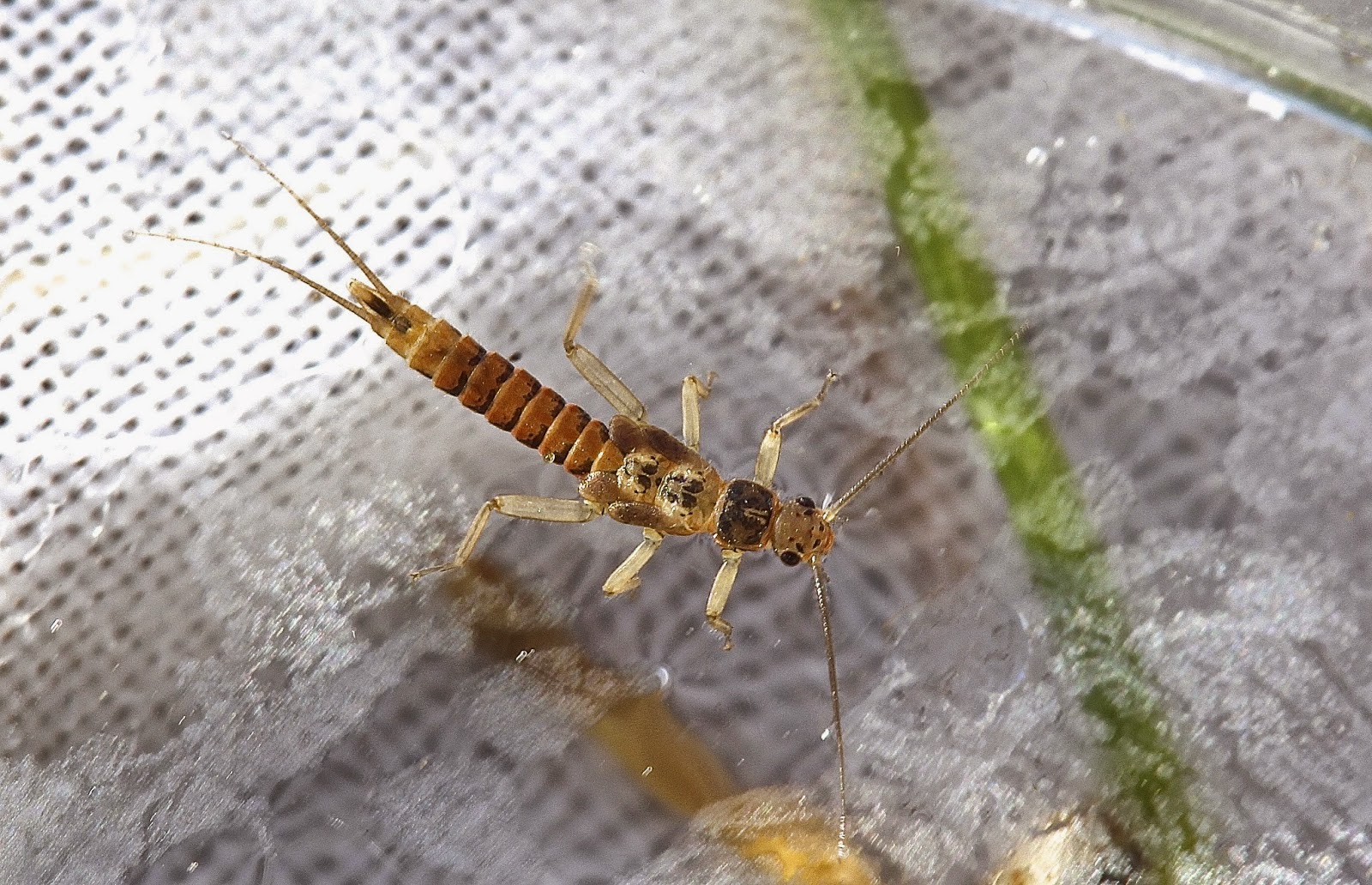 Aquatic Insects of Central Virginia: Framing some photos: what to use?