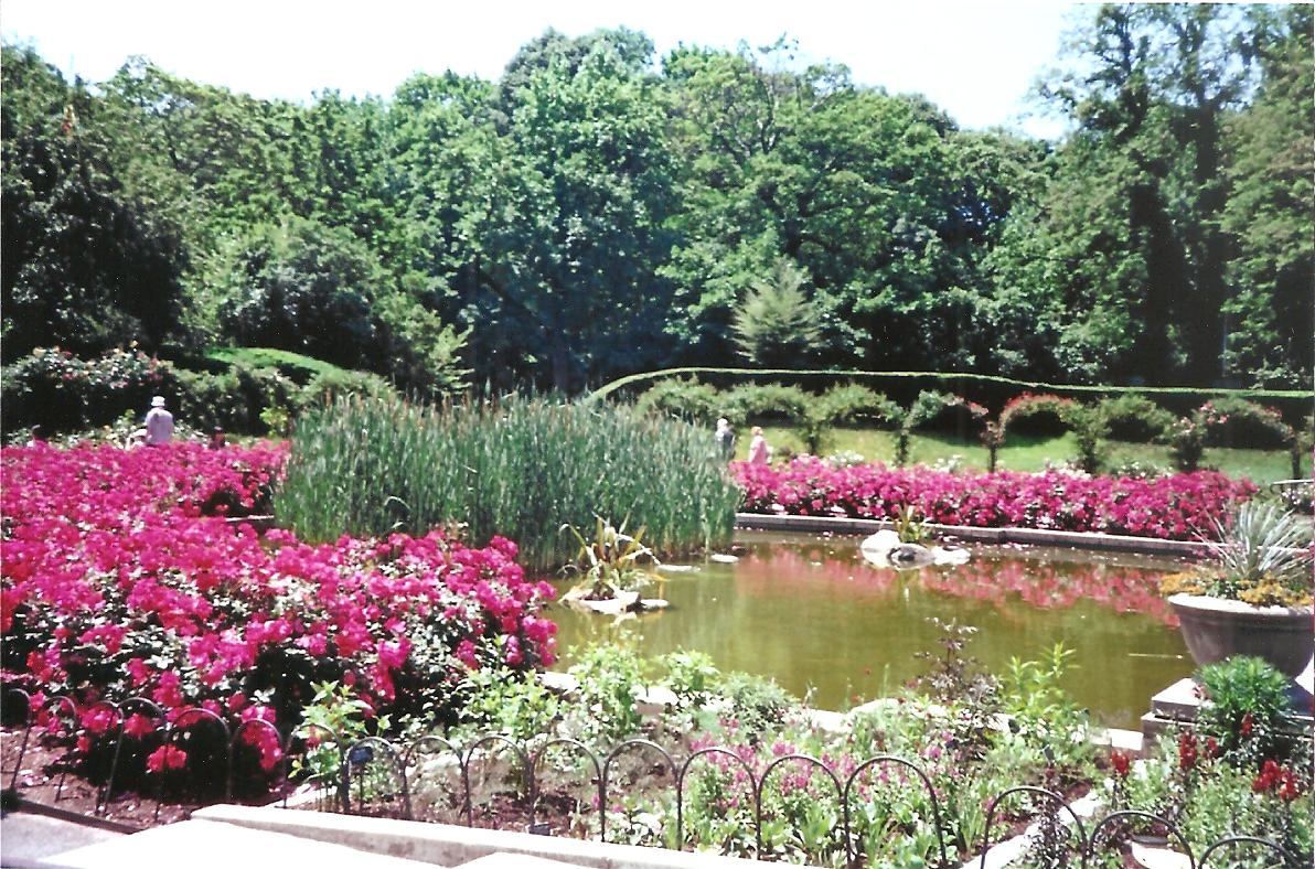 Rose Gardening World: KNOCK OUT® ROSES - THE EASY CARE ROSES