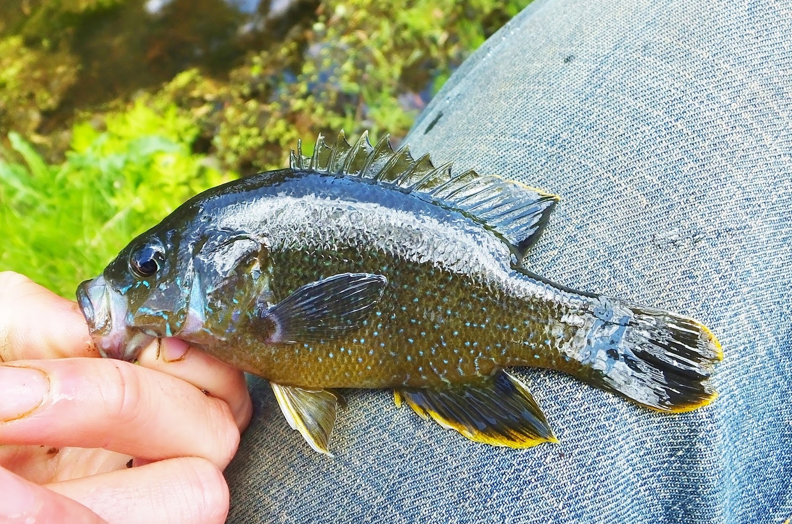 Connecticut Fly Angler: Identifying CT's Sunfishes