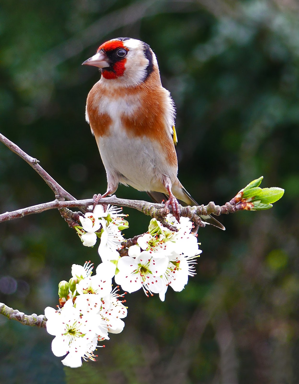 Doug Mackenzie Dodds - Images | The "charming" bird. By Keats, Raphael ...