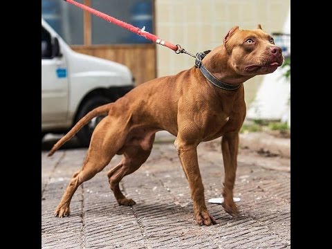 freePitbull: Standard dell'American Pit Bull Terrier e dell'American ...