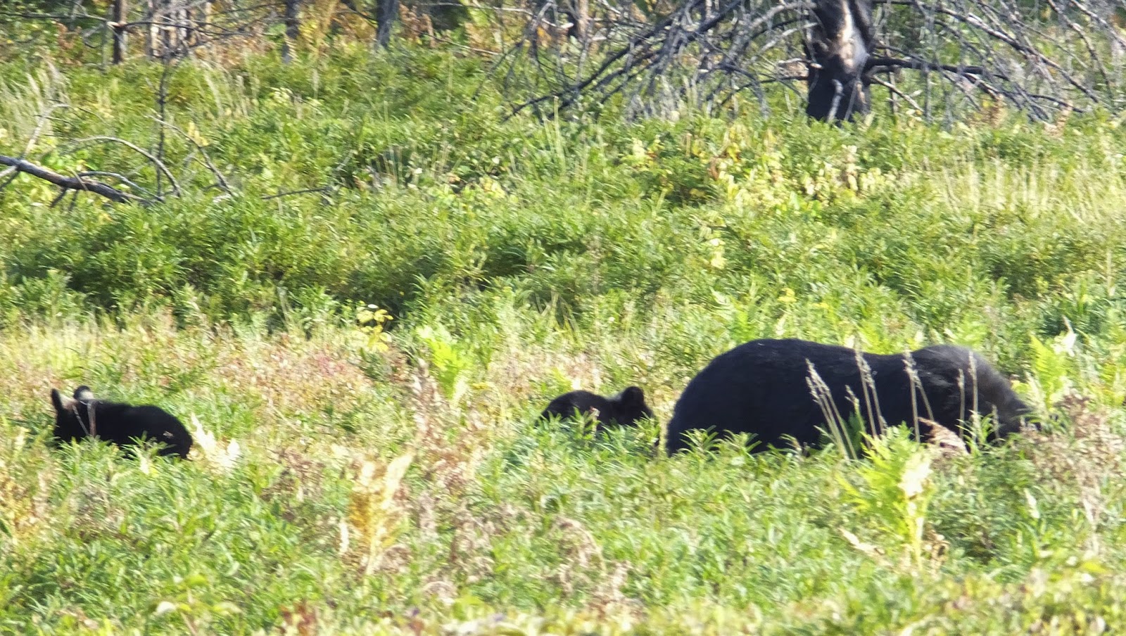 Merry@Syracuse: Algonquin Provincial Park: Black Bears Eating ...