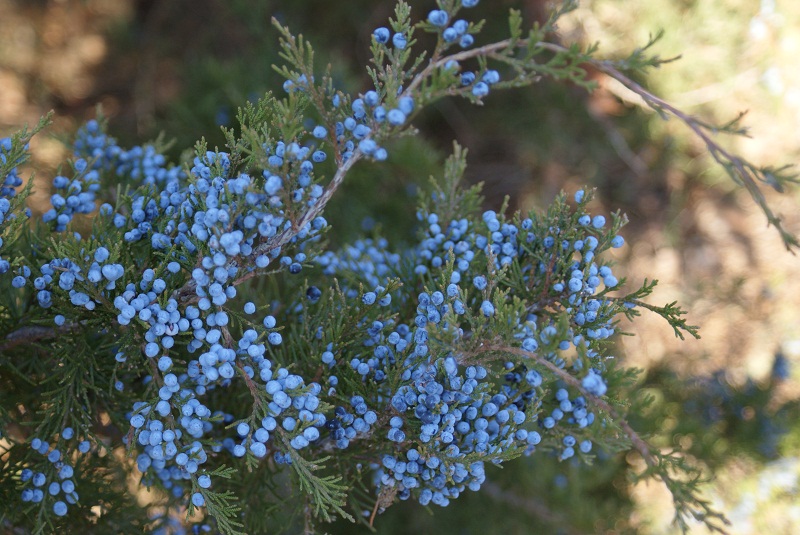 The Barefoot Gardener: Red Cedars
